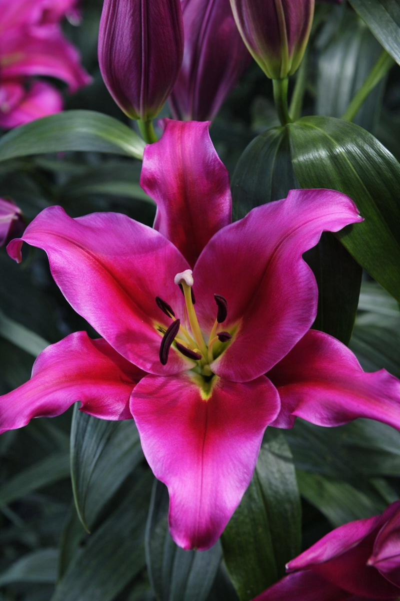 Lilium/Lilja - Touchstone - 2-pack – Plantansbroder