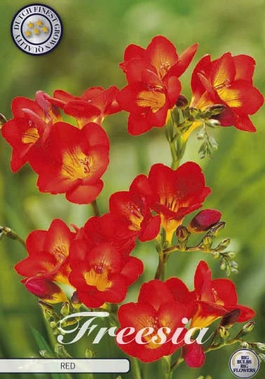 Freesia - Single Red - 15-pack – Plantansbroder