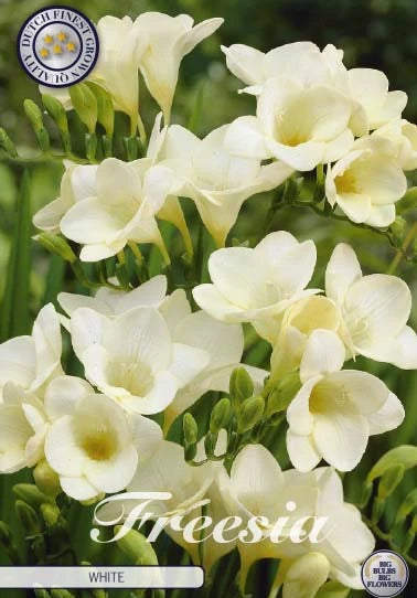 Freesia - Single White - 15-pack – Plantansbroder