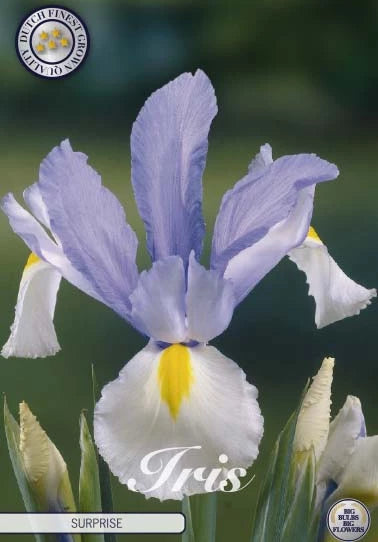 Iris Hollandica - Surprise - 10-pack – Plantansbroder