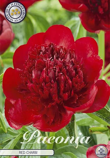 Pion/Paeonia - Red Charm - 1-pack – Plantansbroder