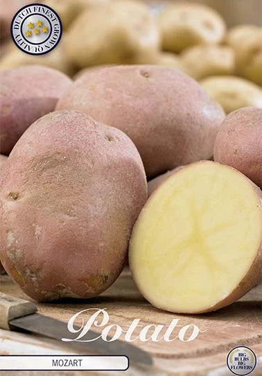 Potatis/Potato - Mozart - 10-pack – Plantansbroder