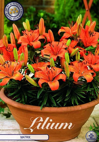 Lilium/Lilja - Matrix - 2-pack – Plantansbroder