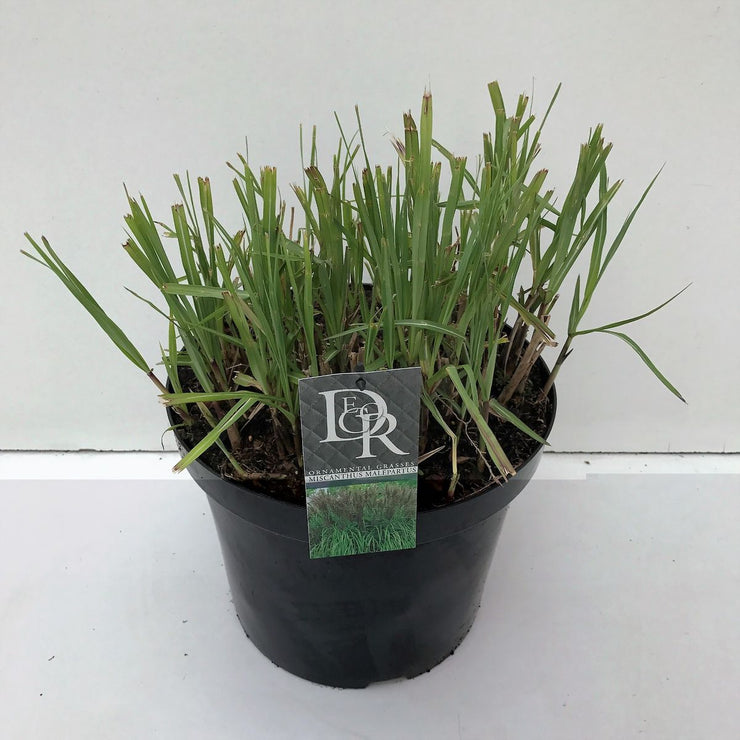 Miskantus/Miscanthus Sinensis - Malepartus – Plantansbroder